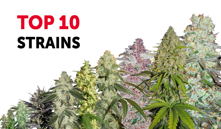 HOTBOX | Cannabis Flower, Vapes and more